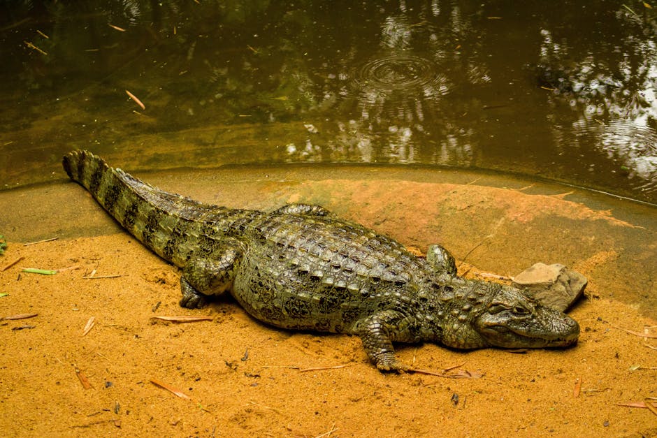 Pantanal vs. Amazon: Finding the Heart of South American Wildlife ...